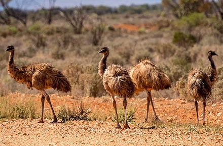 Save on an adventure to Kinchega National Park