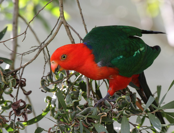 This year, the challenge is on for Australians to count more birds than ...