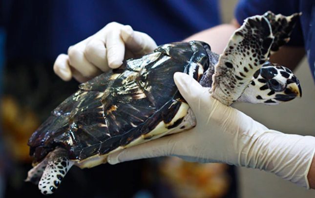 Miral Announces the opening of Yas SeaWorld® Research & Rescue, Yas ...